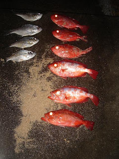 Fishing on Oahu: Aweoweo Pictures