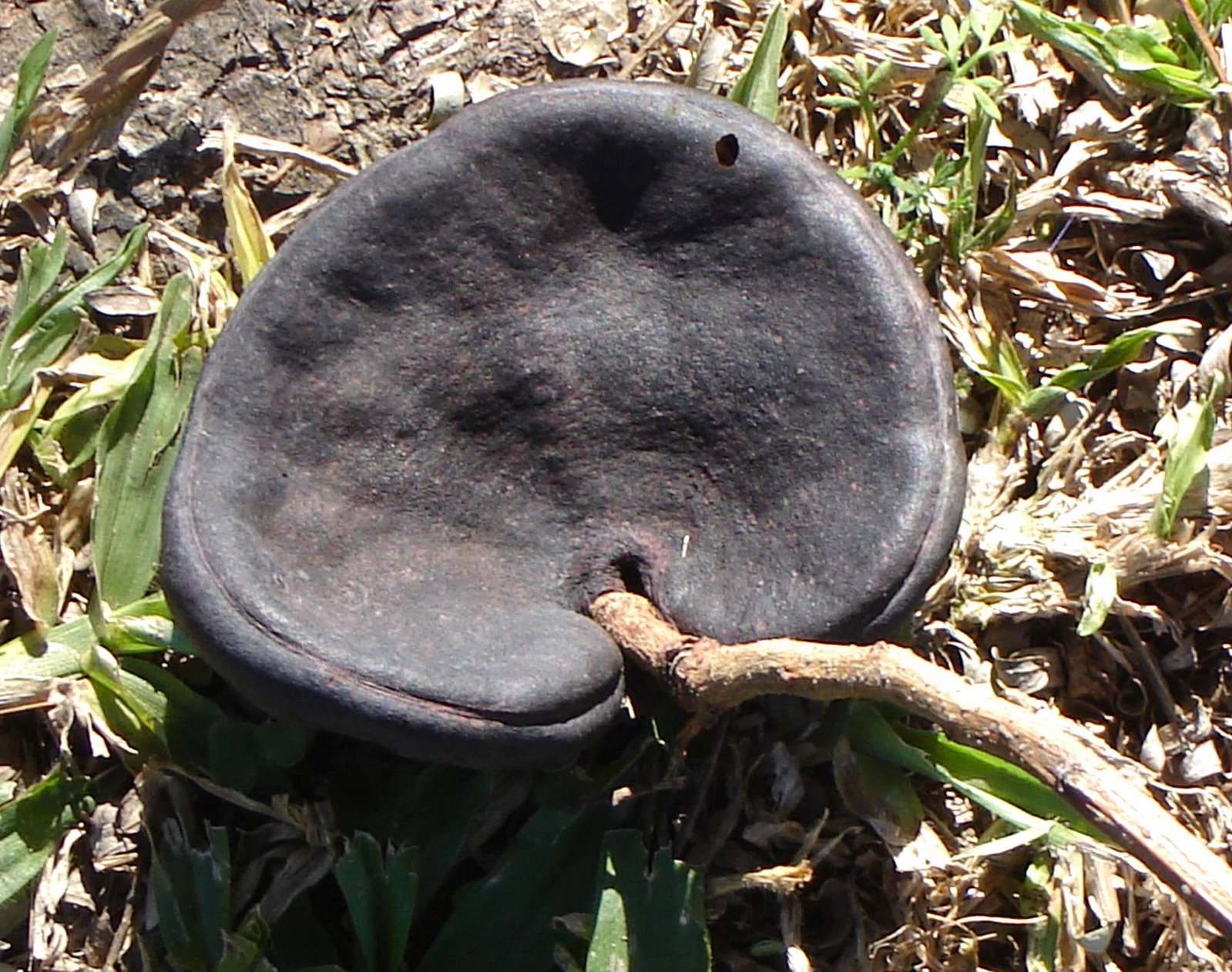 Comparto mi cultura: EL TIMBÓ