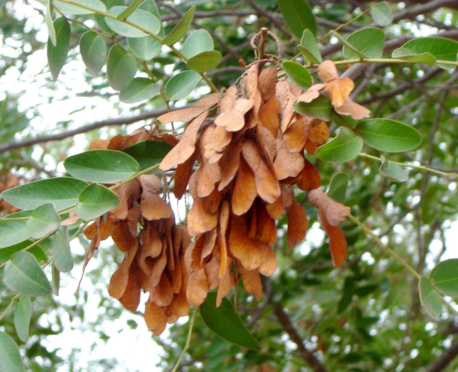 v e r d e c h a c o: Tipa