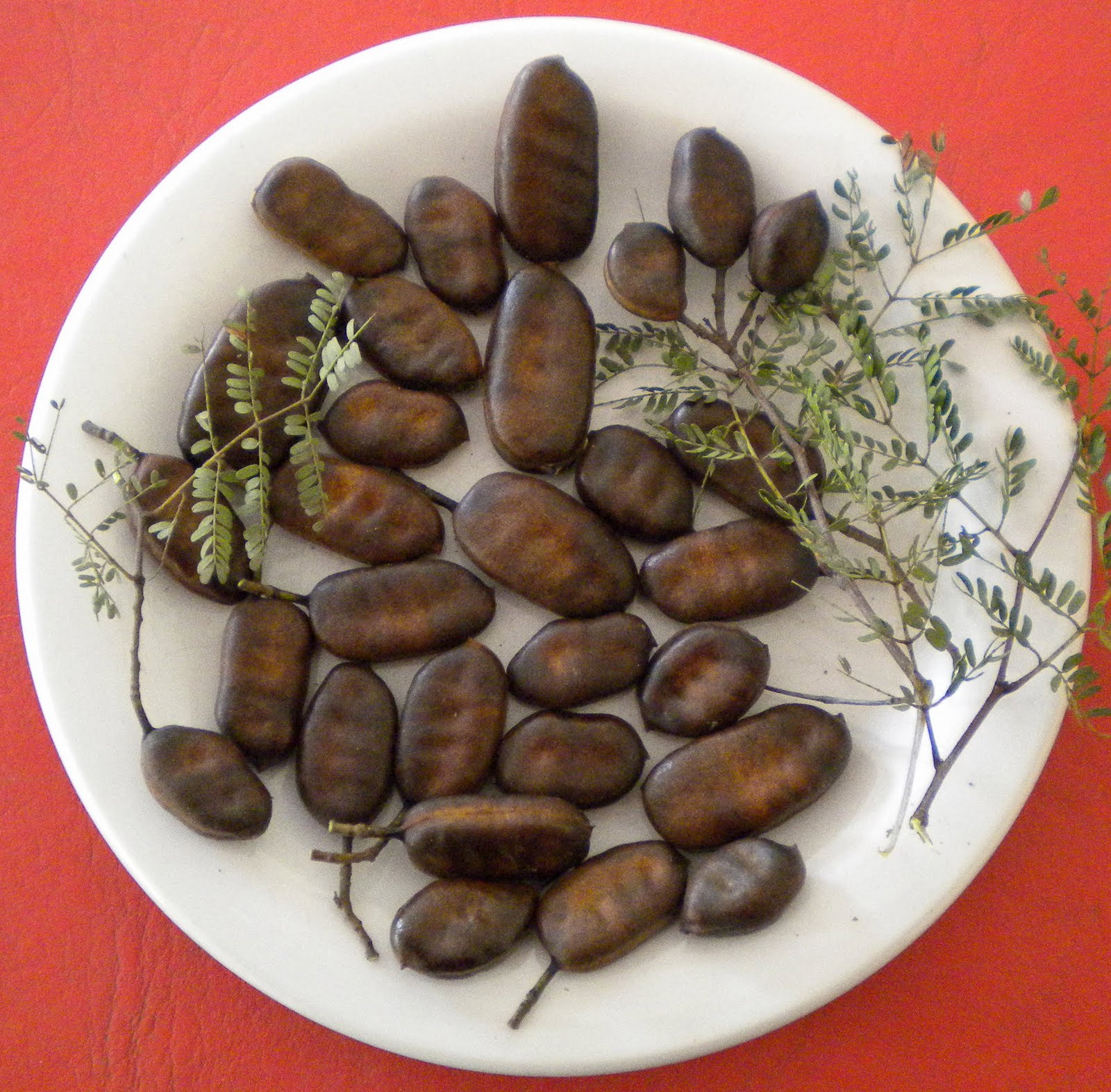 v e r d e c h a c o: Guayacán