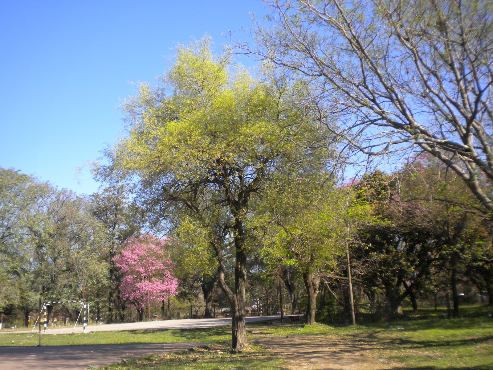 Ubajay, Iba-Haí o duraznero del monte (Hexachlamys edulis): ficha