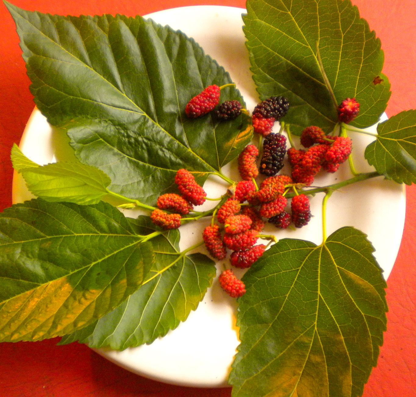 v e r d e c h a c o: Morera