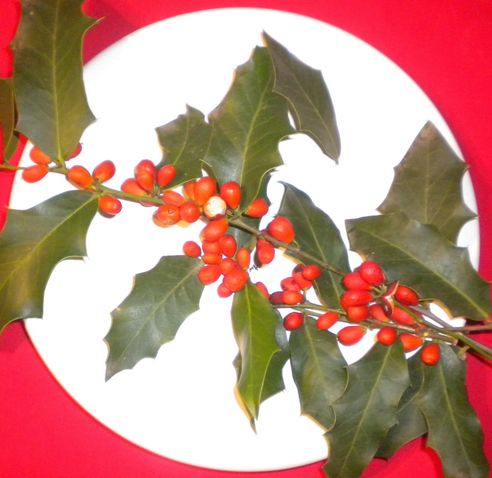 v e r d e c h a c o: Congorosa