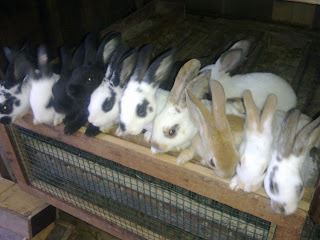 JUAL KELINCI dan WIE(water ion energi): Jual kelinci sangat murah