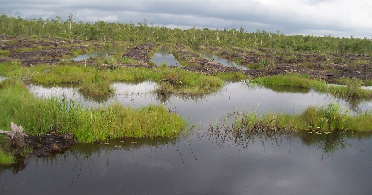 Penting Permasalahan Lahan Basah, Tanaman Pangan