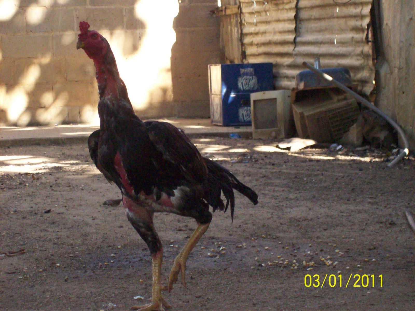 Gallos "Don Guicho": GALLO BRASILEÑO DE COMBATE 100%