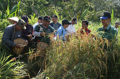 Brunei everyday: PADI HARVESTING (PESTA MENUAI PADI) MUKIM LABI