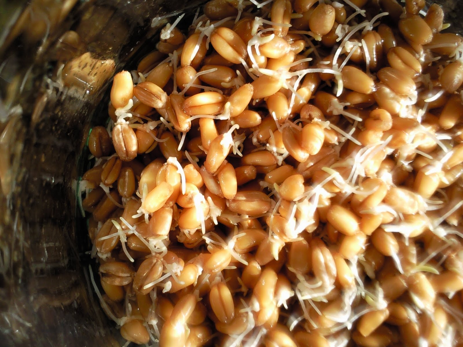 vegetarian gustos si sanatos: GRAU GERMINAT (INCOLTIT)