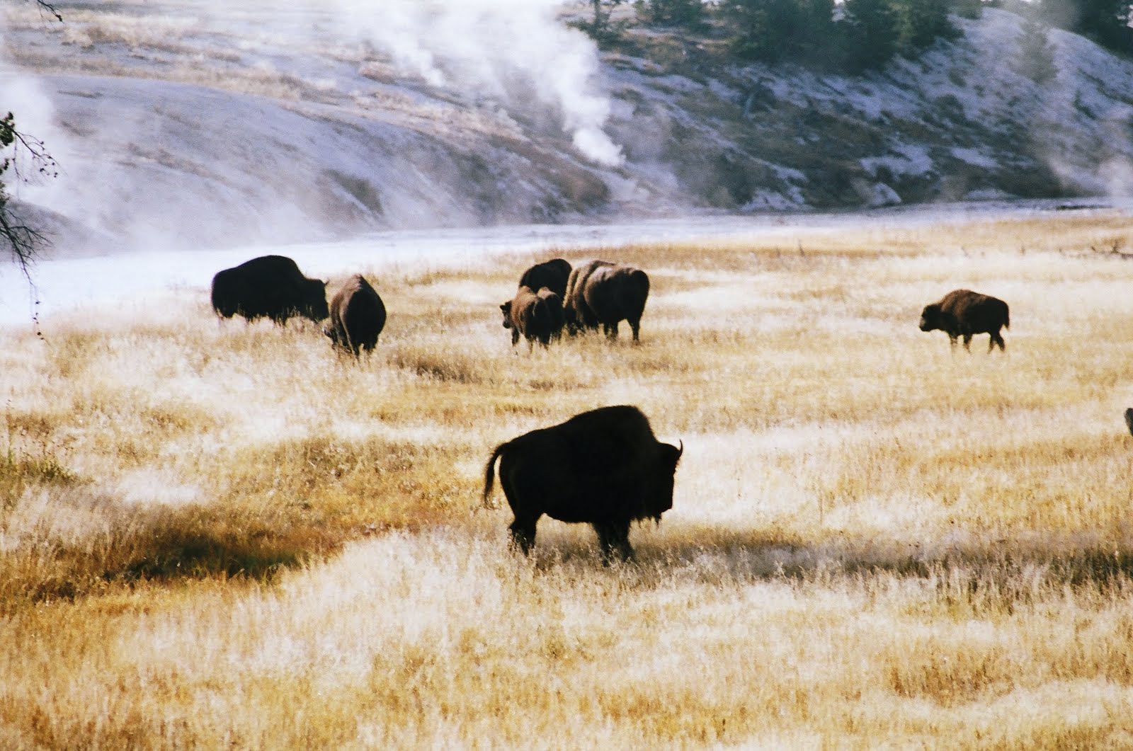 From the Hoss' Mouth: Yellowstone Bison in a Land of Fire