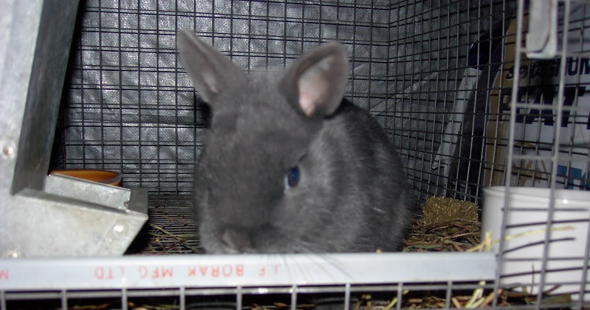 AT Home Pets: I now have Polish Rabbits