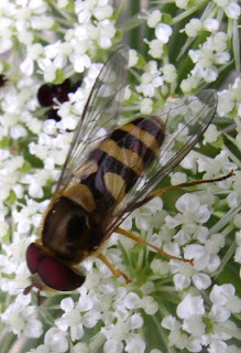 The Web of Life: Syrphus fly, a pollinator and aphid eater