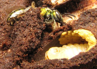 Pollinators: The pure magnificent green bee