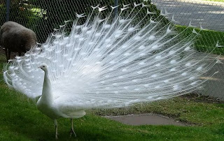 Pelangi Harapan: Beatiful of White Peacocks