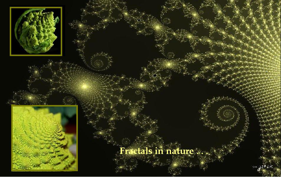 Blogspot been Canceled Jan 2016: Fractals in nature... ( Brocoli ...)