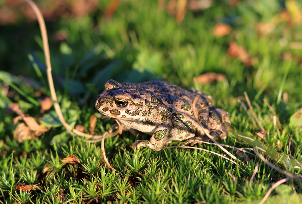 Aarhusbirder: Hyllekrog 13/9-30/9