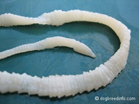 cheyfitness: Tapeworm Diet