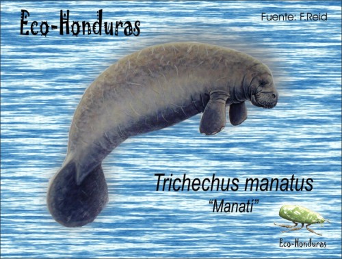 Fauna en Honduras: Manatí (Trichechus manatus)