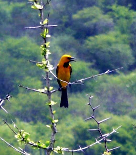 Hiking Curaçao - Flora and Fauna: Troepial Kacho - Troepiaal