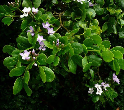 Hiking Curaçao - Flora and Fauna: Wayaka