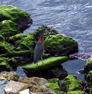 Hiking Curaçao - Flora and Fauna: Green Heron - Groene Reiger