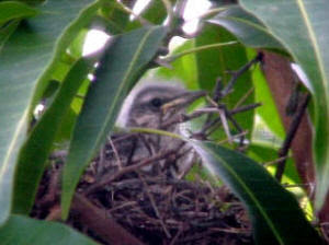 Hiking Curaçao - Flora and Fauna: Mockingbird, Chuchubi, Spotvogel