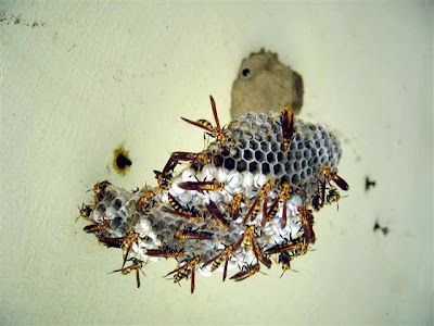 Hiking Curaçao - Flora and Fauna: Mari Bomba nest