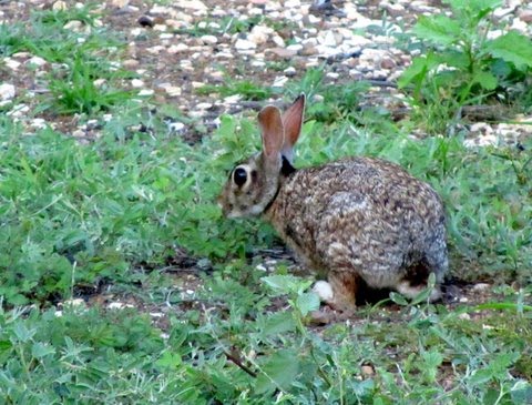 Hiking Curaçao - Flora and Fauna: Konènchi, Curaçaosch Haasje