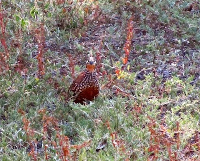 Hiking Curaçao - Flora and Fauna: Sloké - Quail - Kwartel