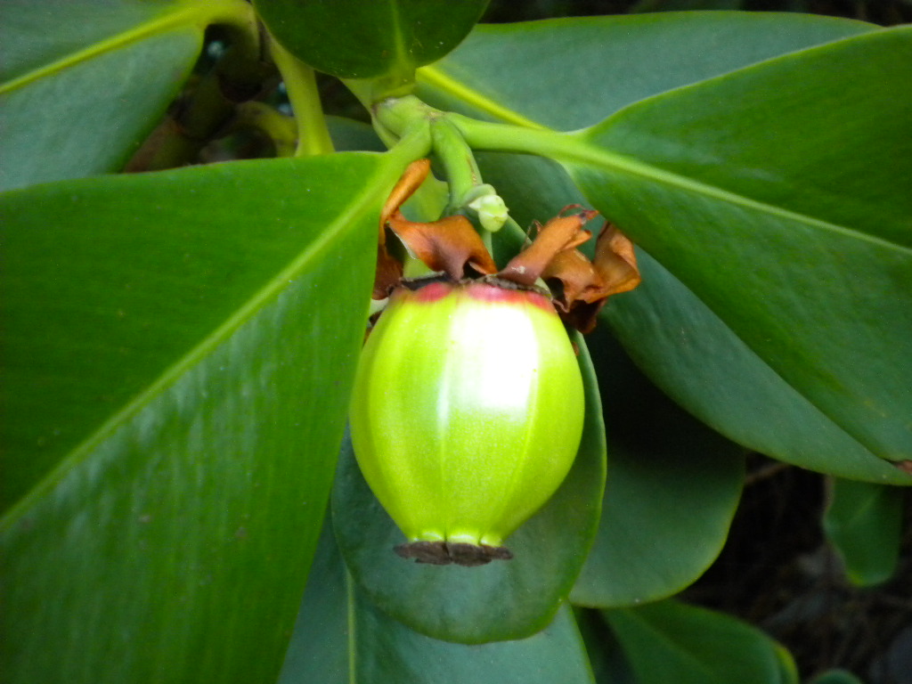 Hiking Curaçao - Flora and Fauna: Clusia bij San Pedro - noordoostkust