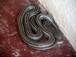 Hiking Curaçao - Flora and Fauna: Curaçaosche slang - Curaçao snake ...