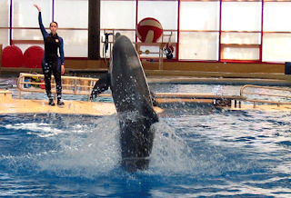 Beauty of Earth: Dolphins Walk on Water in the Wild