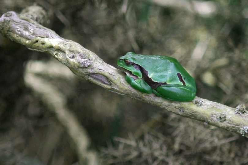 Rainette verte. | Musardage du côté de Trégunc