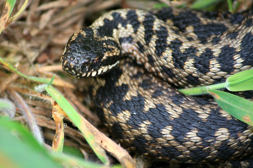 La vipère péliade. | Musardage du côté de Trégunc