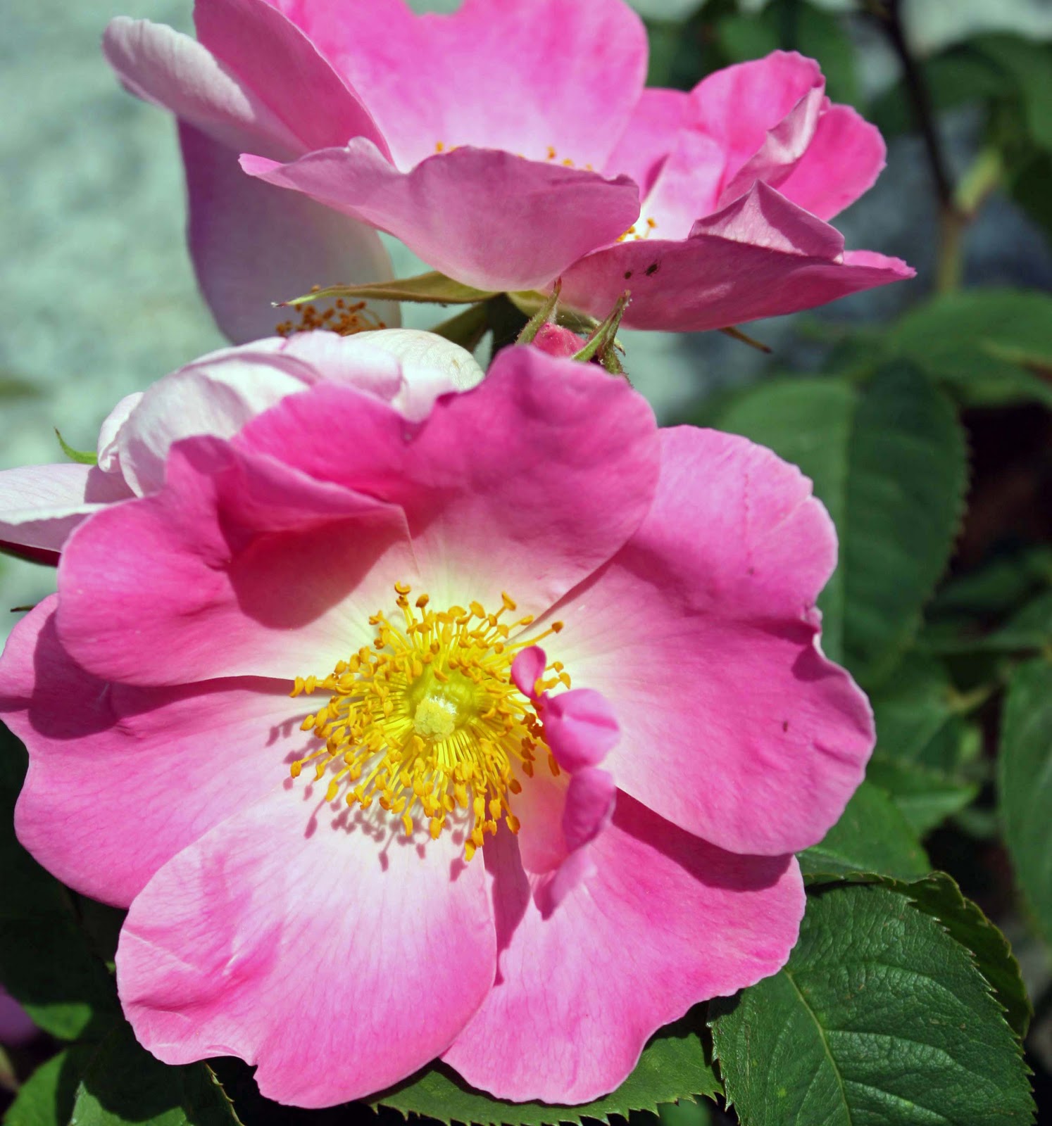 roseidar: Rosa Gallica - verdens eldste kultuverte rose familie