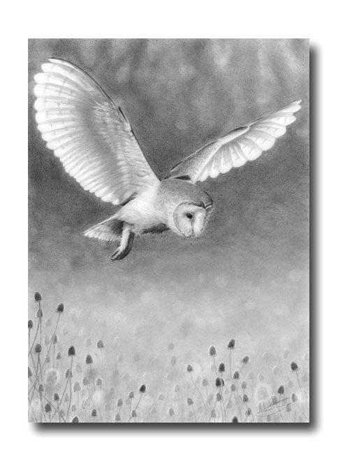Nolon Stacey - A Pencil Artist's Blog: Barn Owl - Hunting at Dawn
