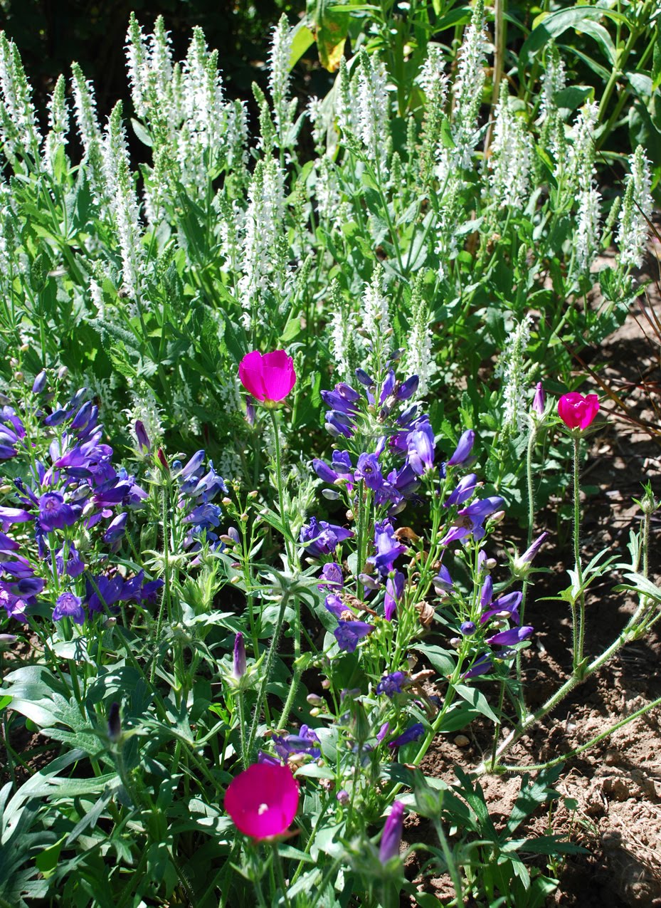 Photographing Flowers: The Mid-Summer Garden