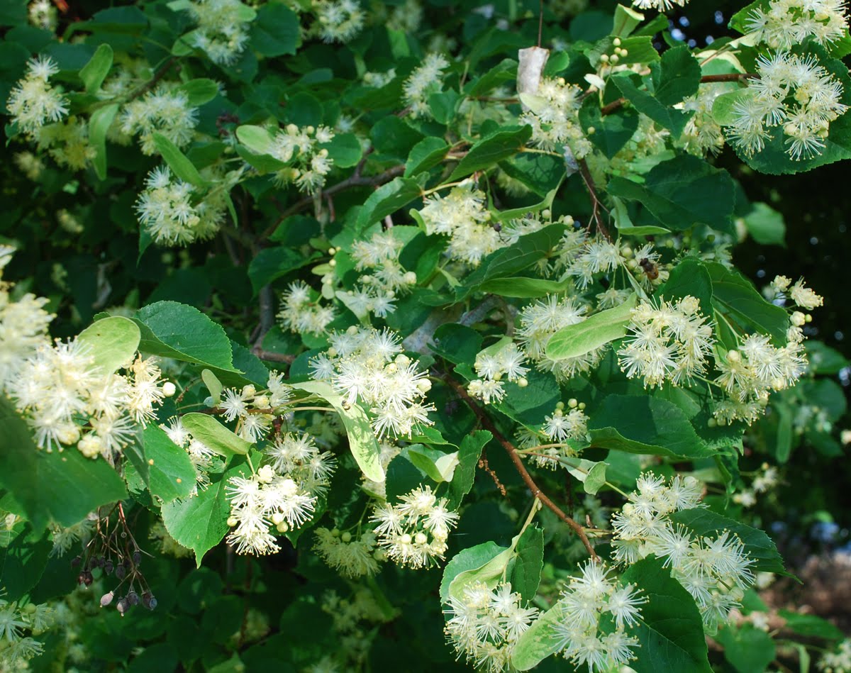 Photographing Flowers: The Mid-Summer Garden