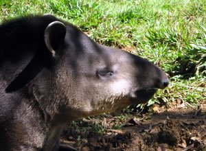 Alimentacion de la Danta: Alimentacion de la danta