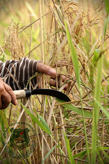 STPRI: Educational visit to Padi field @ Lamunin, Tutong