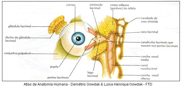 Even Passos: Anatomia do Olho