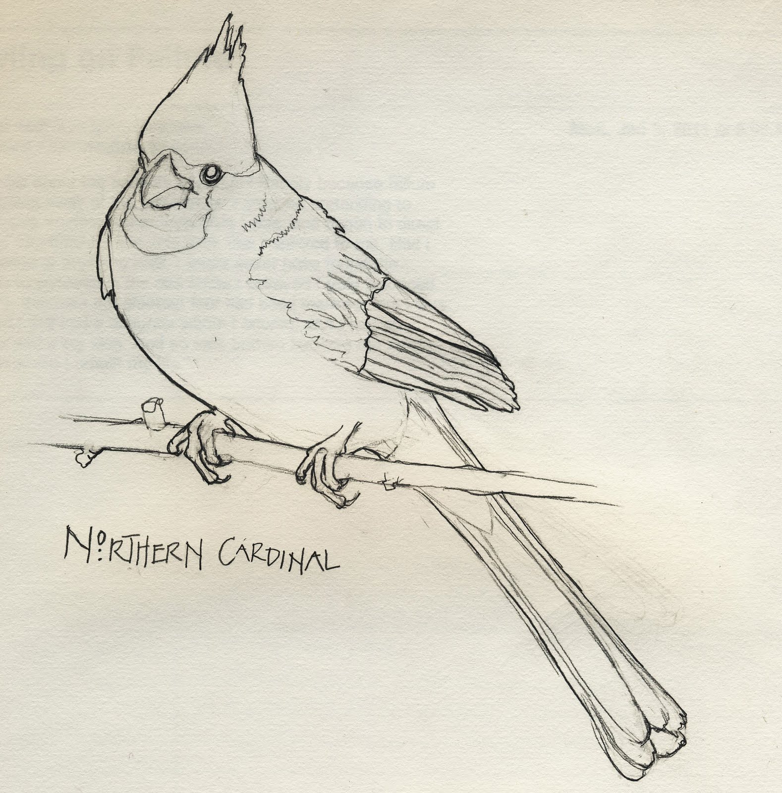 Cardinal Line Drawing