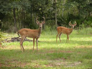 Florida Daily Photos: Big Florida bucks