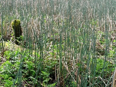 Musing on Beaver Creek Marsh: Tules Are Growing In The Marsh