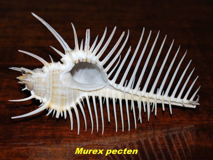 03-04-2010, 09.11.21pg :: Nama-nama Cengkerang daripada Siput @ Kerang ...