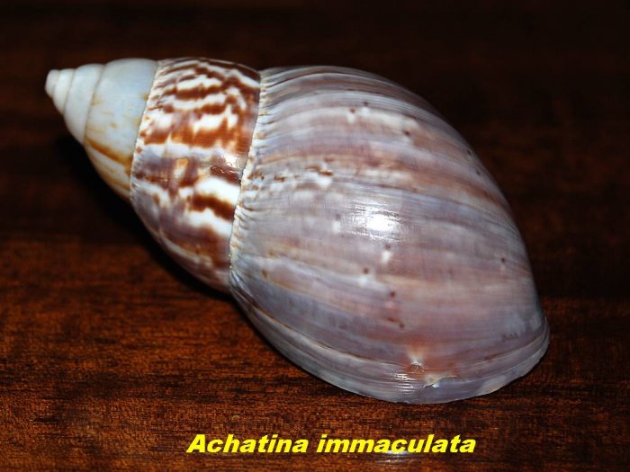 03-04-2010, 09.11.21pg :: Nama-nama Cengkerang daripada Siput @ Kerang ...