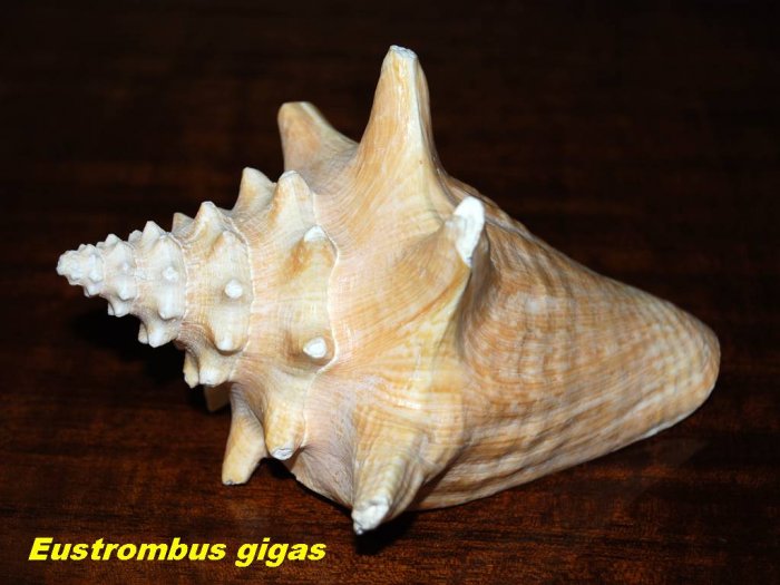 03-04-2010, 09.11.21pg :: Nama-nama Cengkerang daripada Siput @ Kerang ...