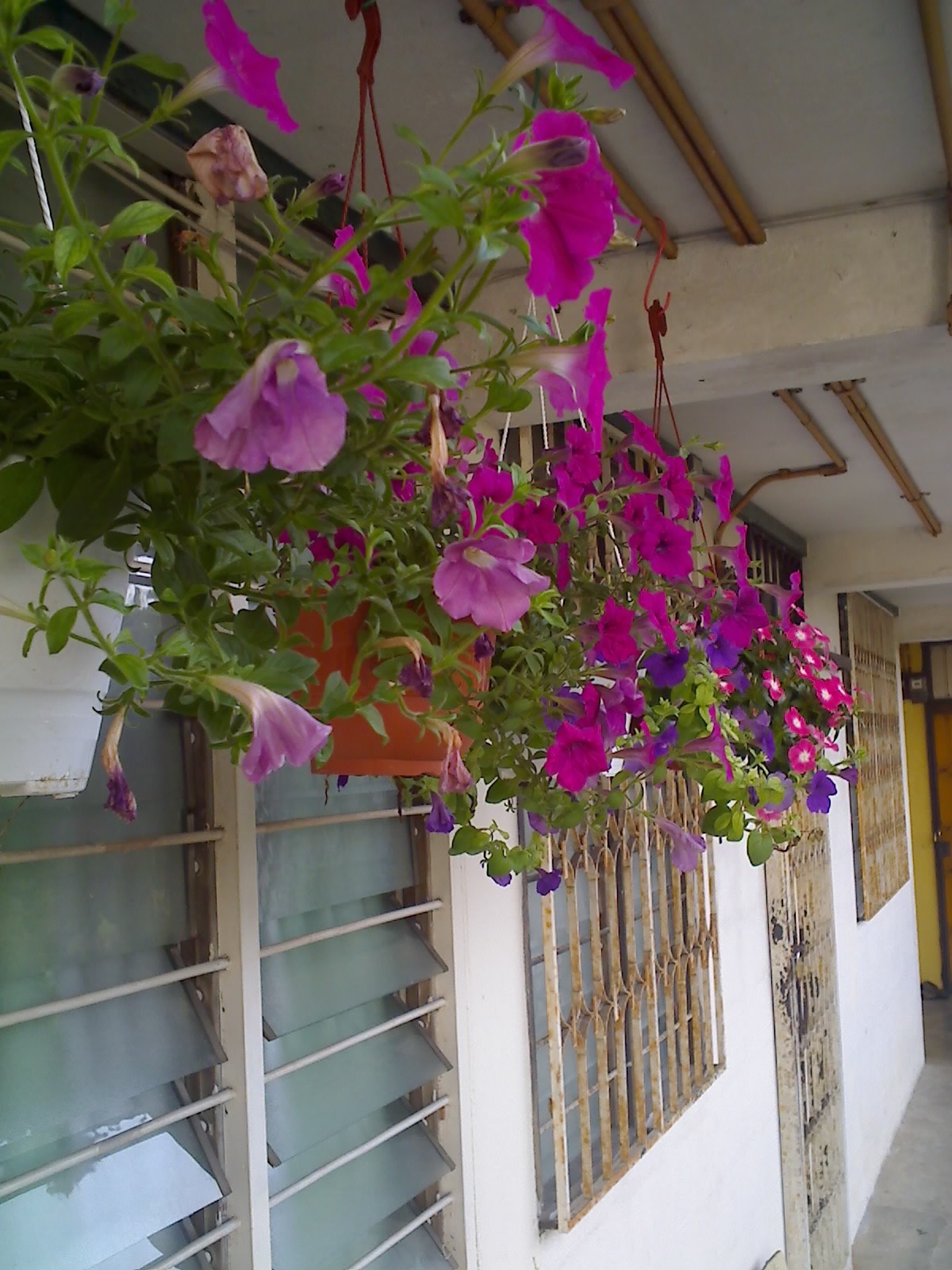 77+ Pokok Bunga Hiasan Depan Rumah