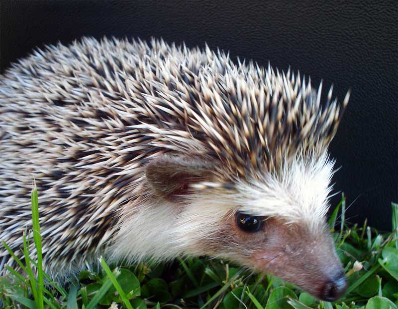 animales: los erizos