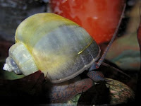 Freshwater Friends LLC - Your source for everything freshwater ...