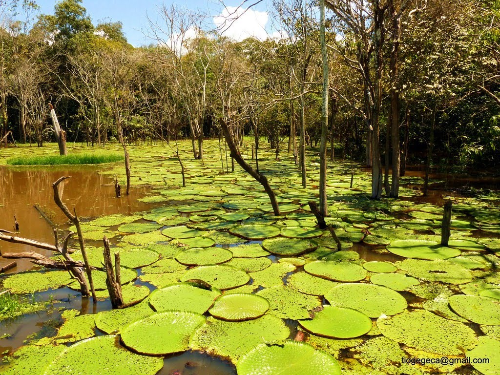 O El Dorado é aqui: Parque Ecológico Janauari, Manaus